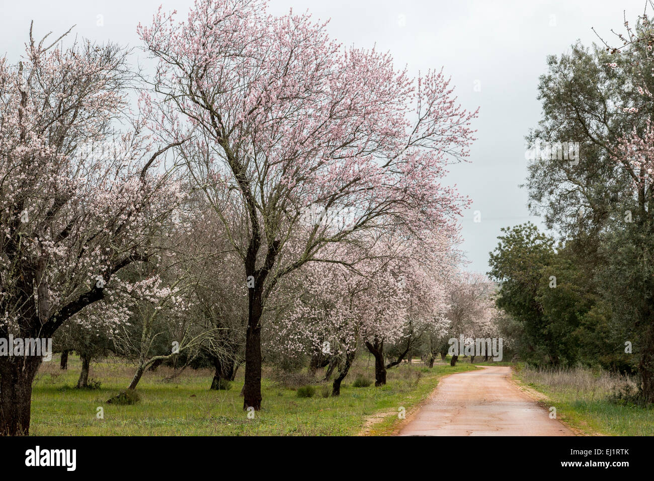 Beautiful view of almond trees in full bloom in nature Stock Photo - Alamy