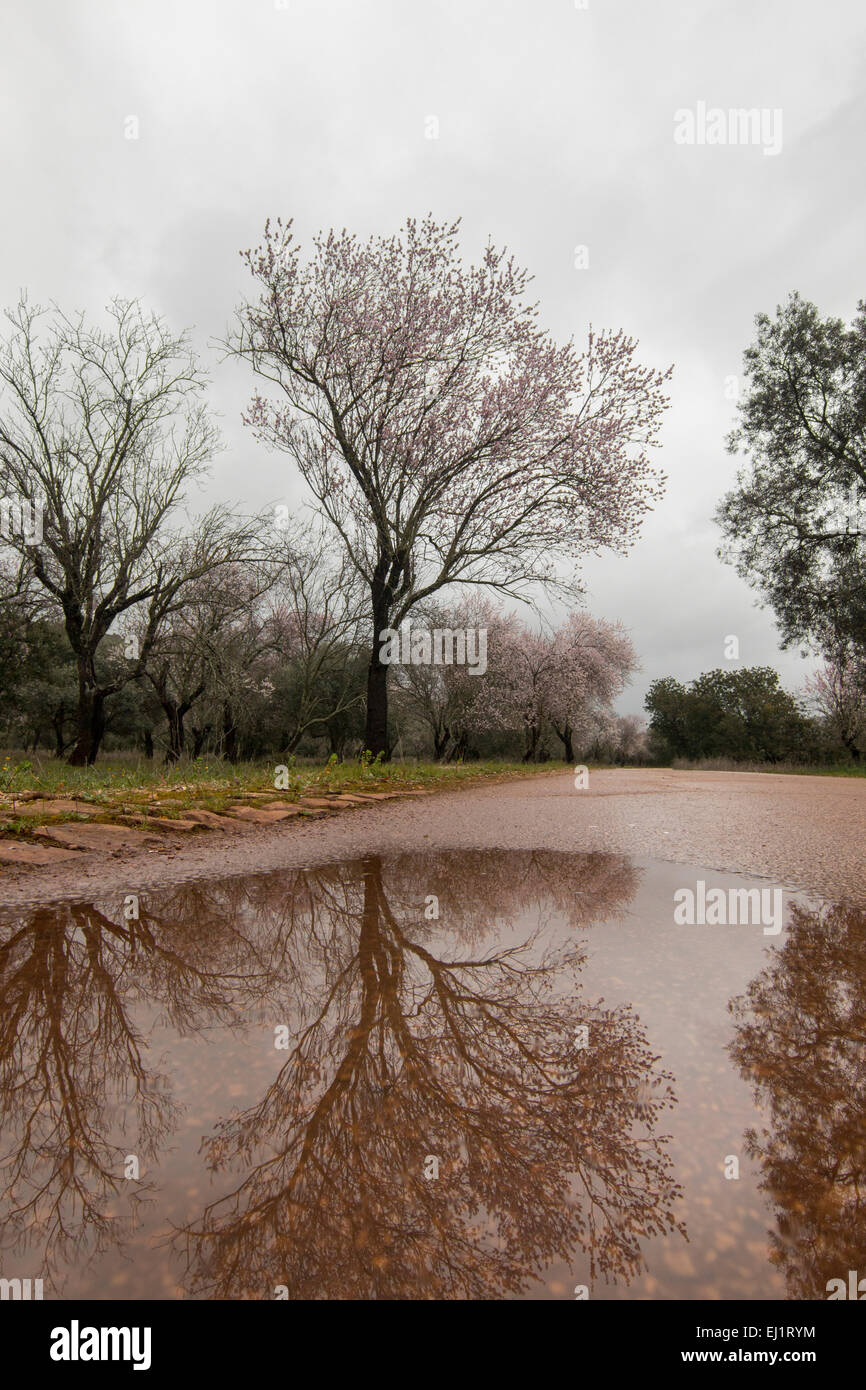 Almond orchard water hi-res stock photography and images - Alamy
