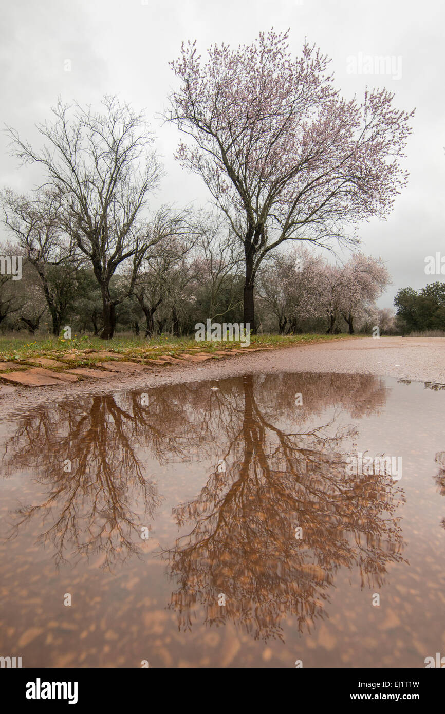 Beautiful view of almond trees in full bloom in nature Stock Photo - Alamy