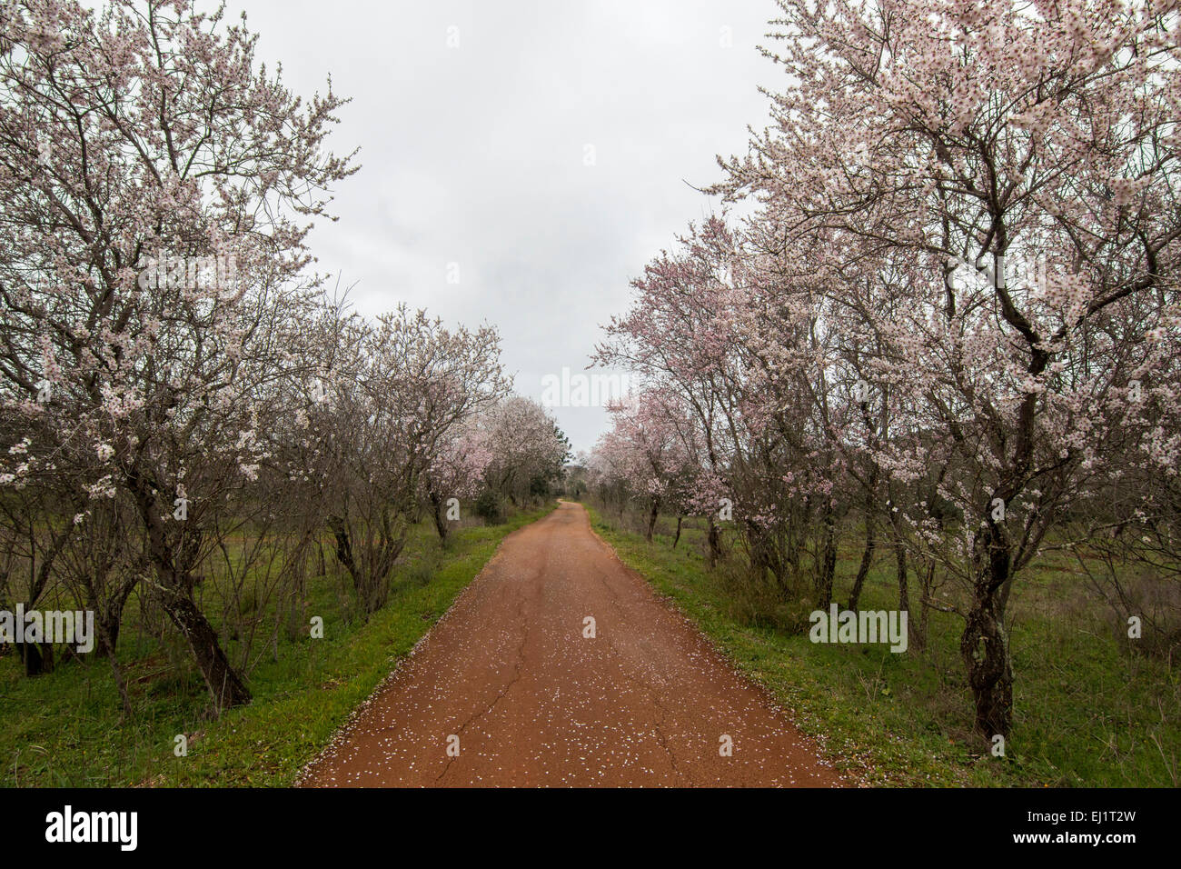 Beautiful view of almond trees in full bloom in nature Stock Photo - Alamy