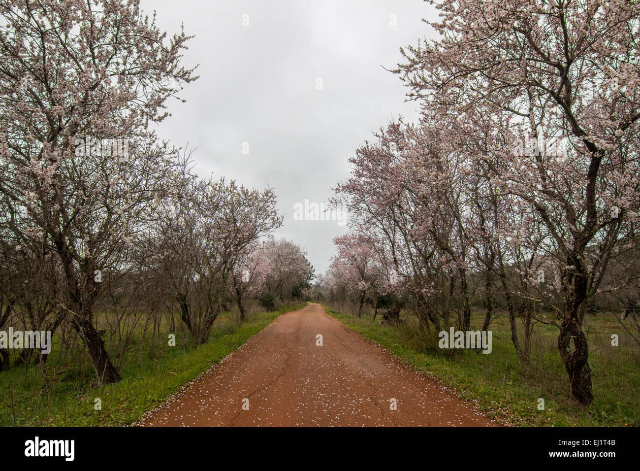 Beautiful view of almond trees in full bloom in nature Stock Photo - Alamy