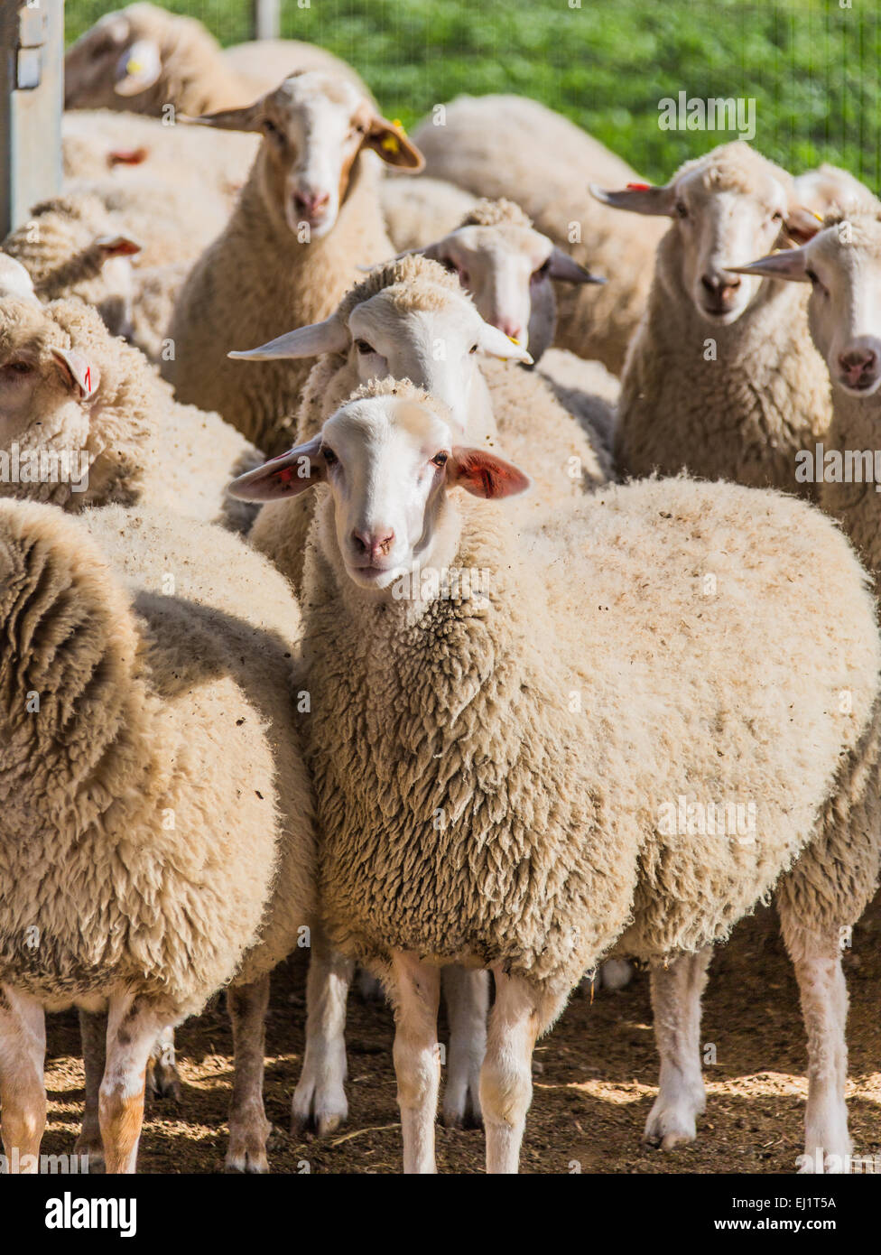 a flock of white sheep in a rural location Stock Photo - Alamy