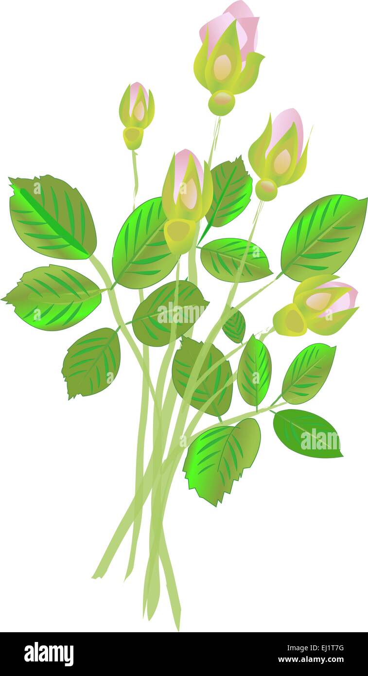 Five pink roses Stock Vector Images - Alamy