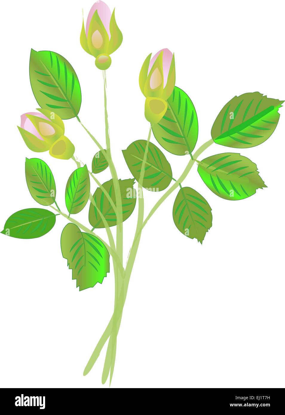 Natural bouquet pink roses Cut Out Stock Images & Pictures - Alamy