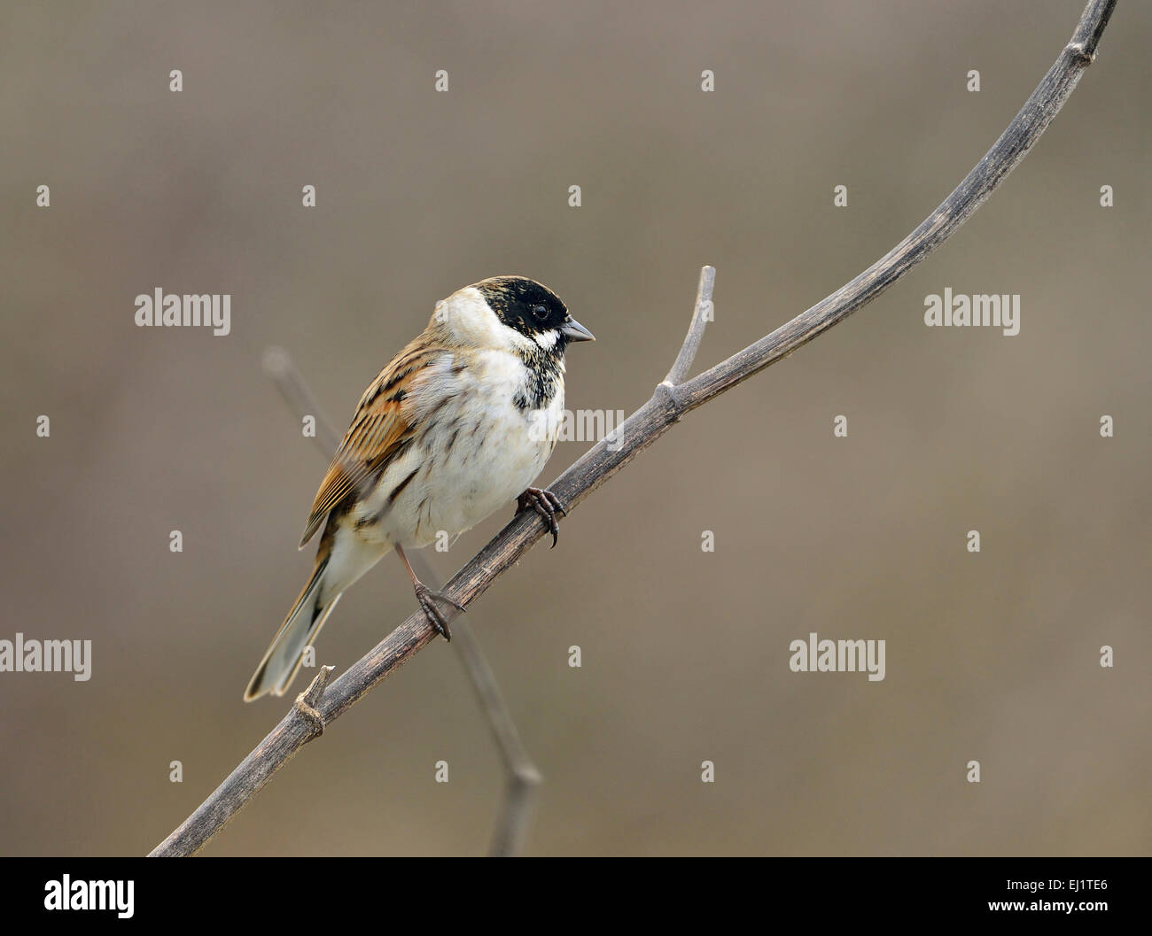 Emberiza emberiza winter hi-res stock photography and images - Alamy