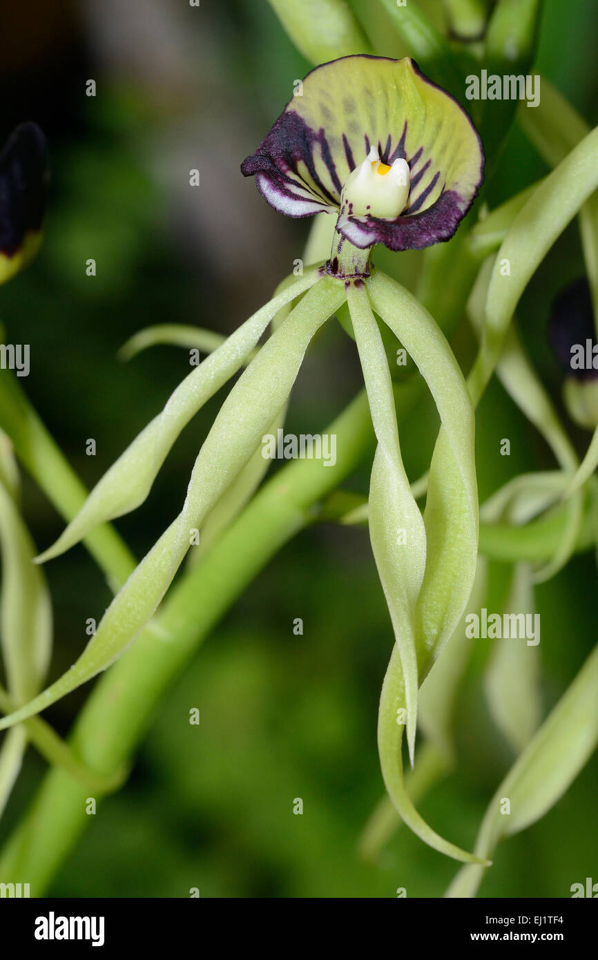 Cockleshell Orchid - Prosthechea cochleata from Central America Stock ...