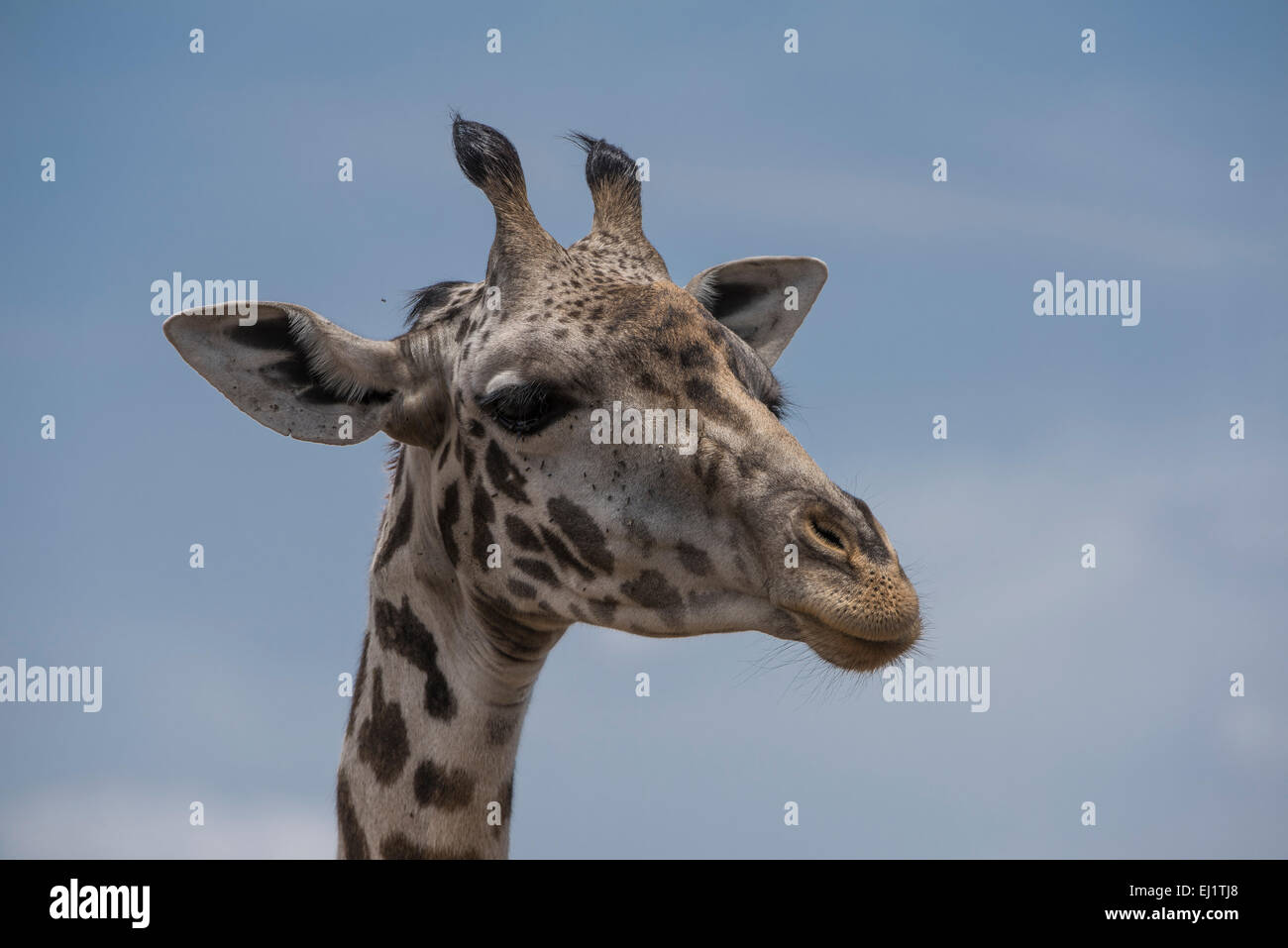 Girafe,Netzgiraffe,Giraffe,Giraffa camelopardalis reticulata Stock ...