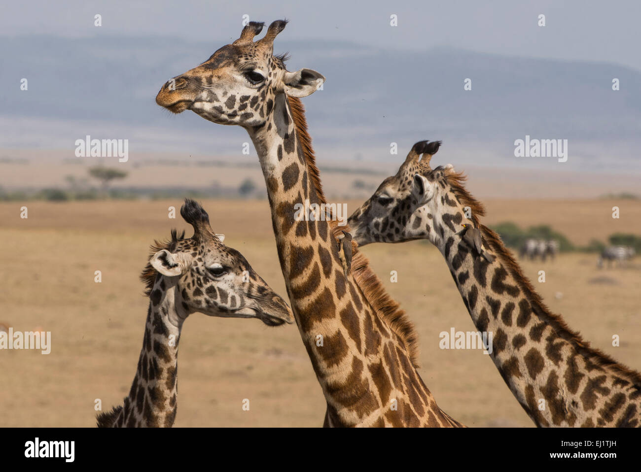 Girafe,Netzgiraffe,Giraffe,Giraffa camelopardalis reticulata Stock ...