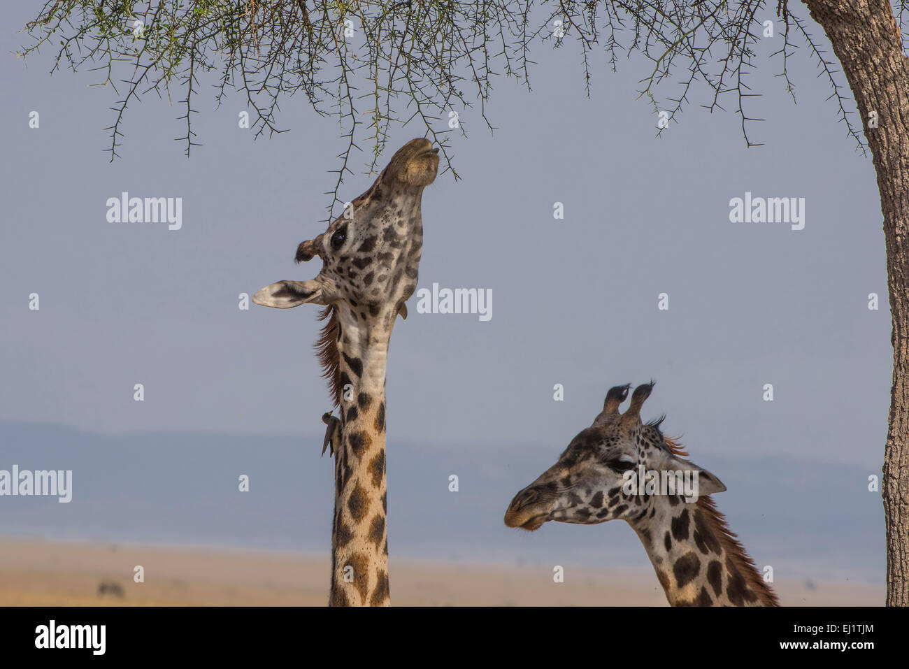 Girafe,Netzgiraffe,Giraffe,Giraffa camelopardalis reticulata Stock ...