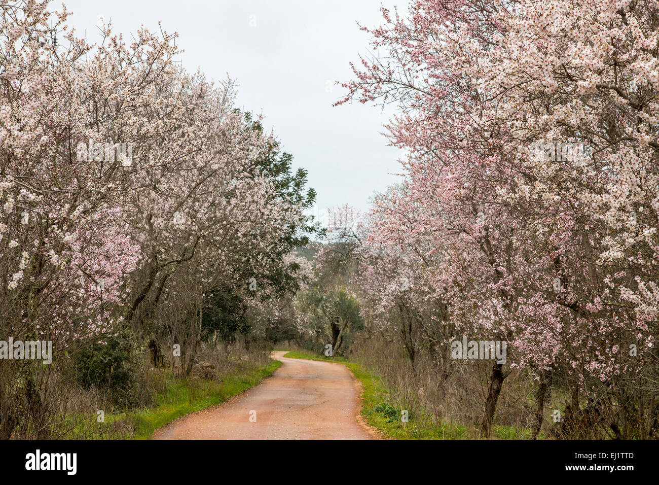 Beautiful view of almond trees in full bloom in nature Stock Photo - Alamy