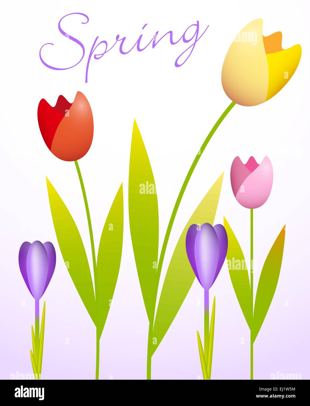 Tulips and crocuses on a spring background Stock Vector Image & Art - Alamy