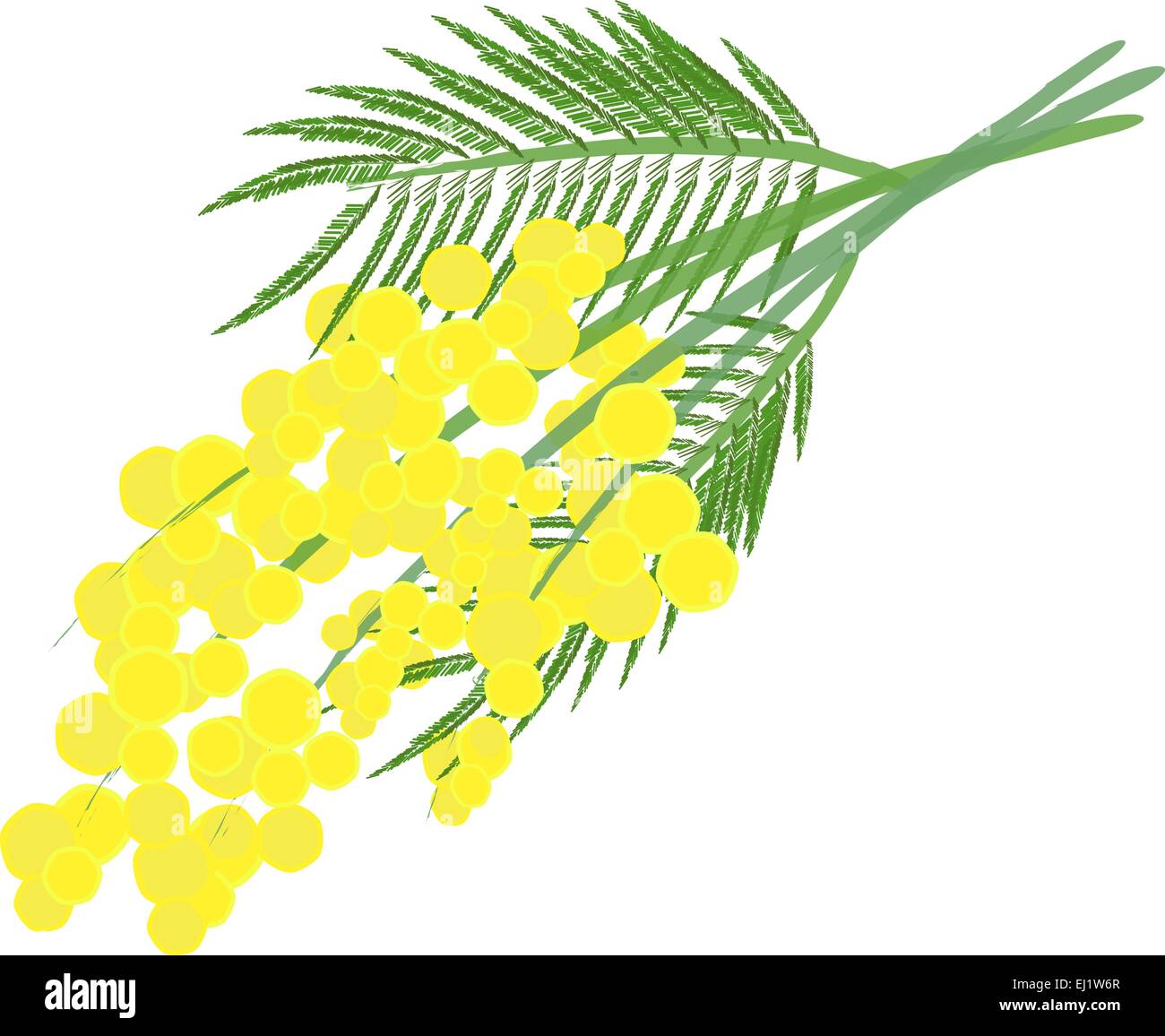 Mimosa spring flower Stock Vector Images - Alamy