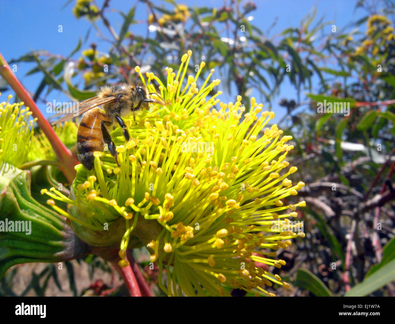 Bee (Apis mellifera) collecting nectar from Illyarrie or red-capped gum ...