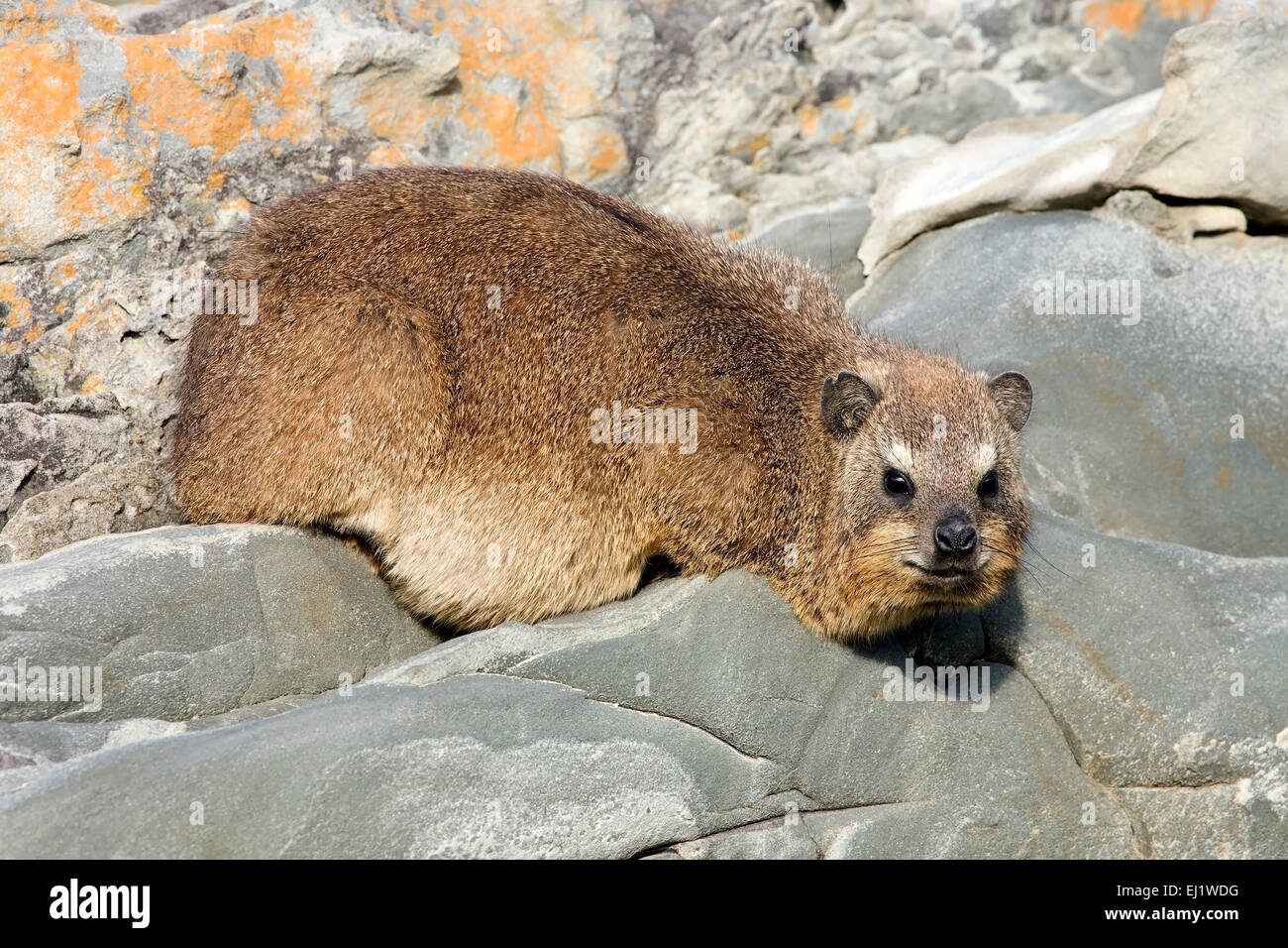 Rock hyrax procavia capensis on rock hi-res stock photography and ...