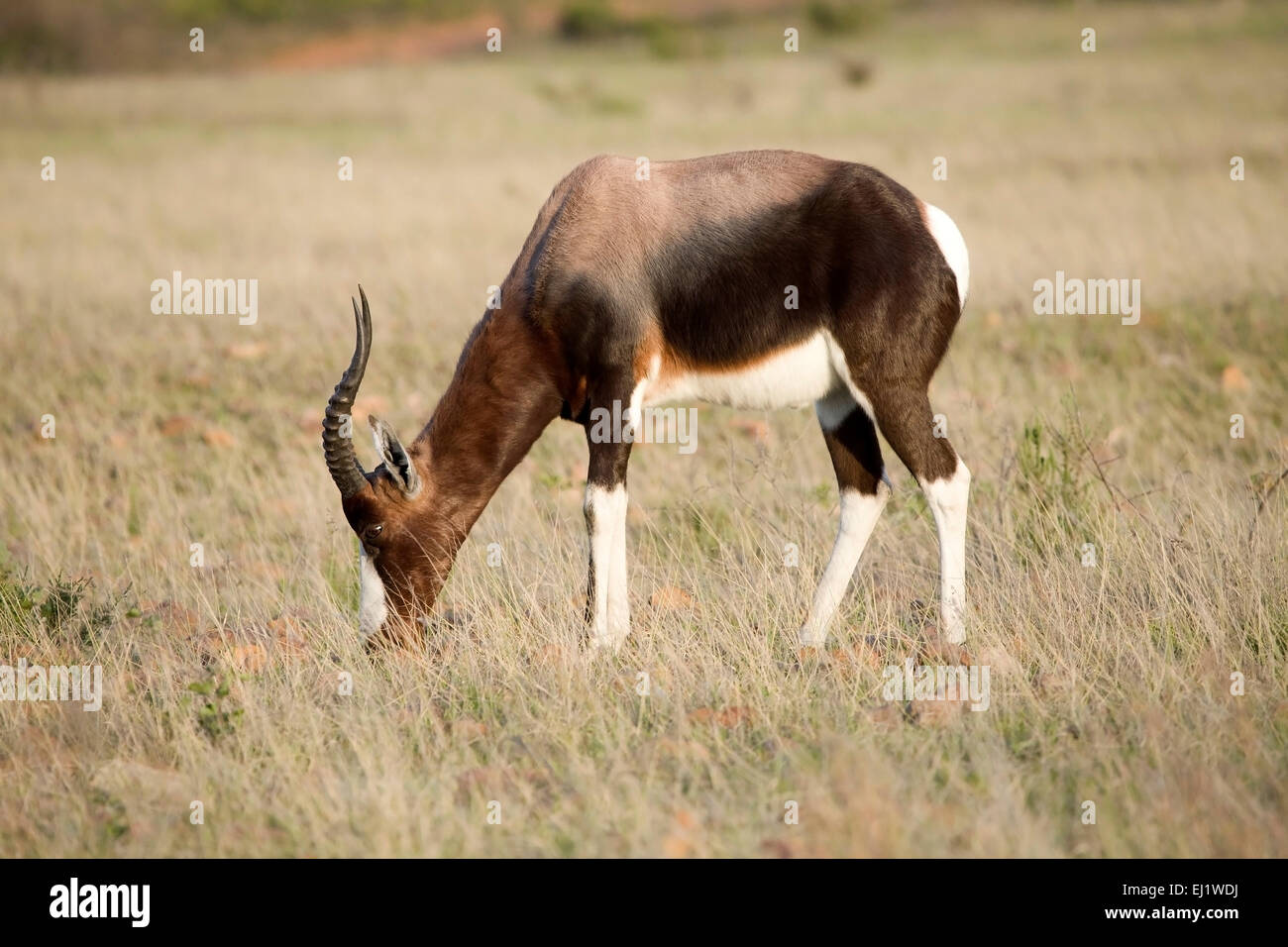 Bontebok Vs Blesbok