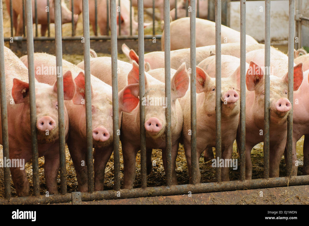 Row of pigs hi-res stock photography and images - Alamy