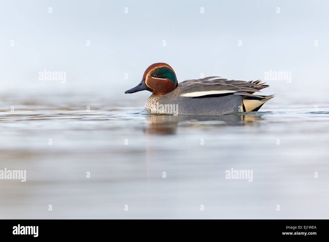 Smallest Real Duck In The World