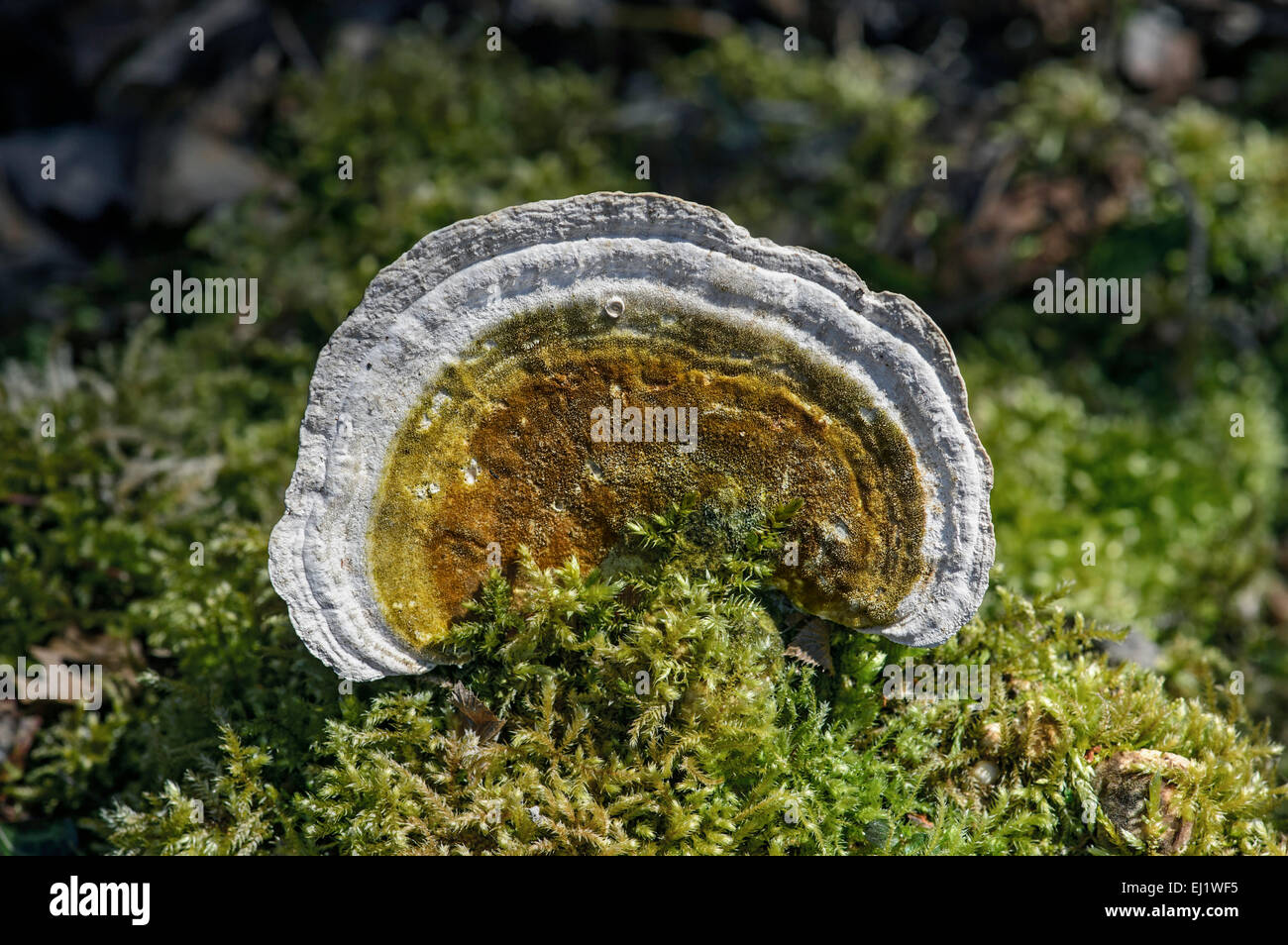 Lumpy bracket (Trametes gibbosa), inedible, Switzerland Stock Photo - Alamy