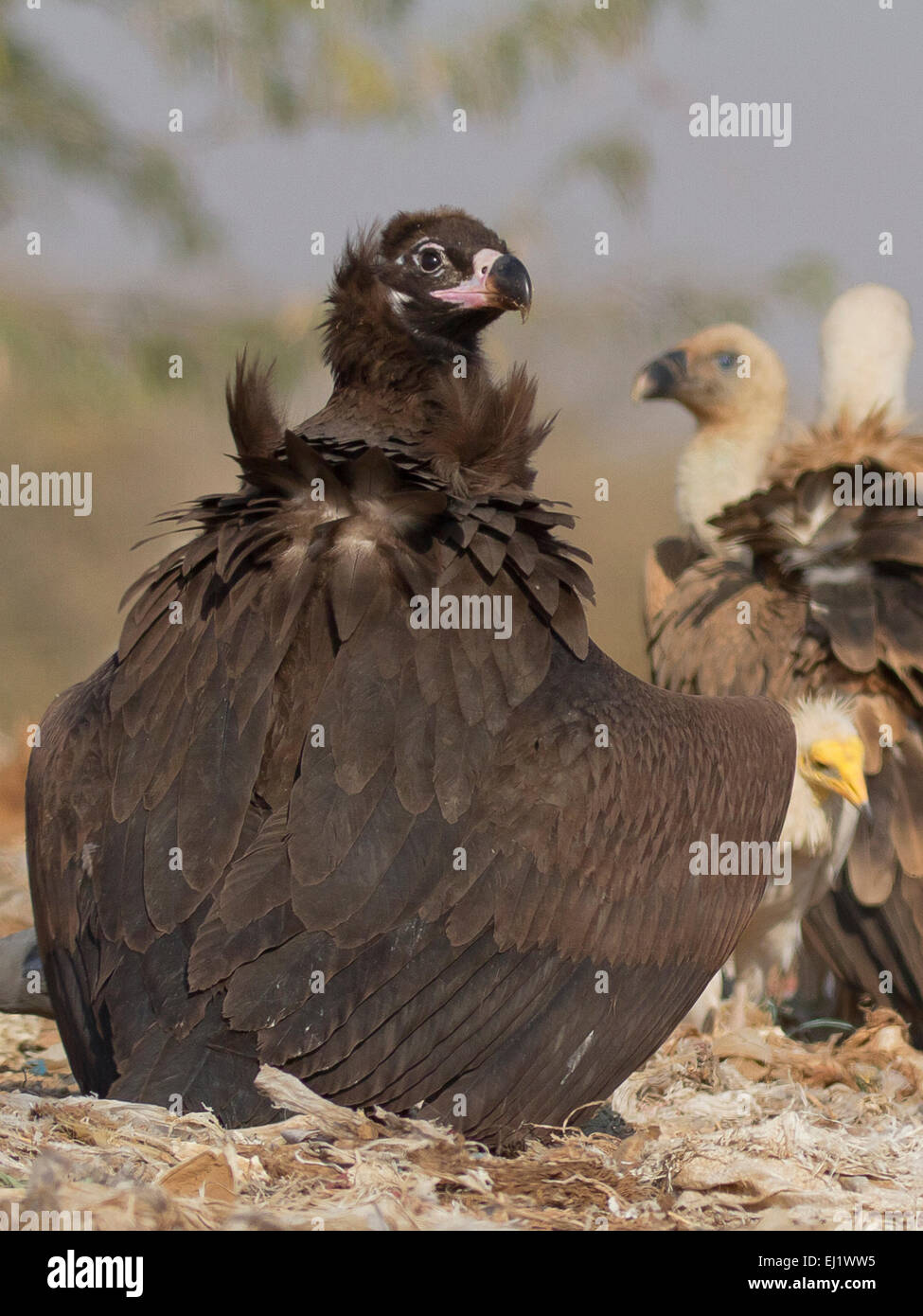 Cinereous Vulture Aegypius monachus Stock Photo - Alamy
