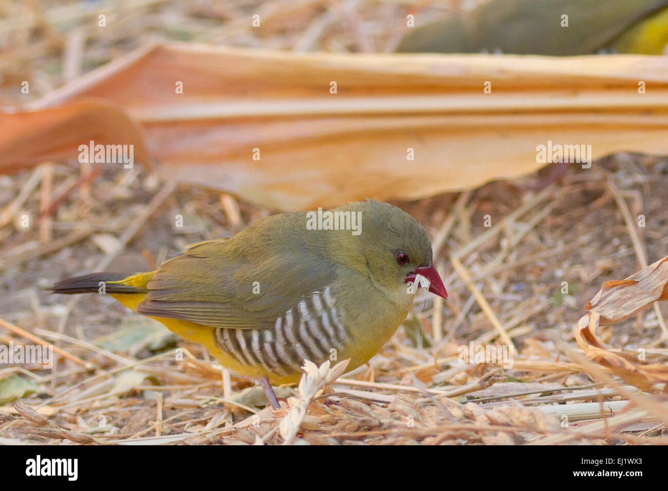 Green Avadavat (Amandava formosa Stock Photo - Alamy