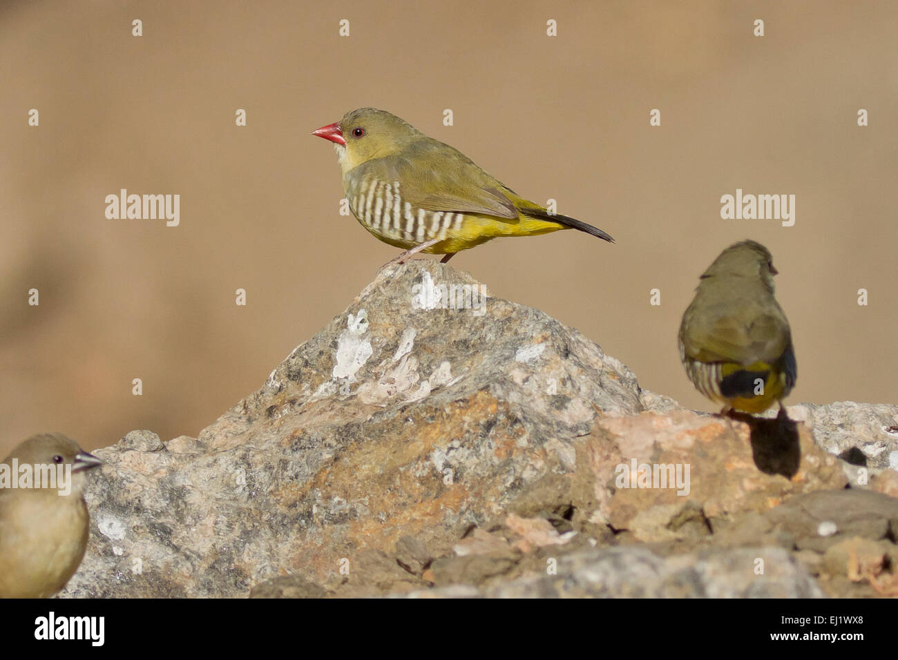 Green Avadavat (Amandava formosa Stock Photo - Alamy