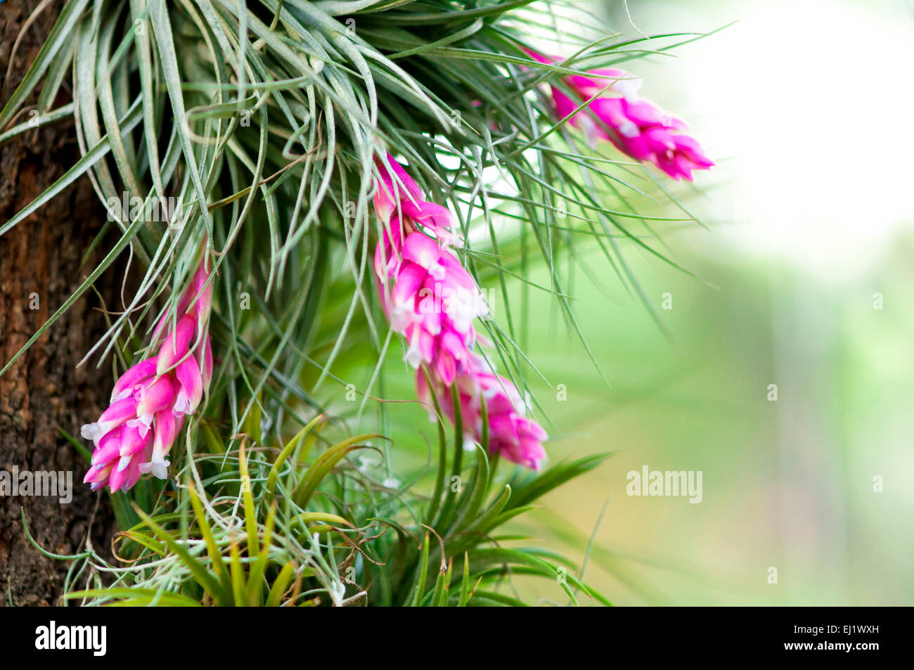 Air bud hi-res stock photography and images - Alamy