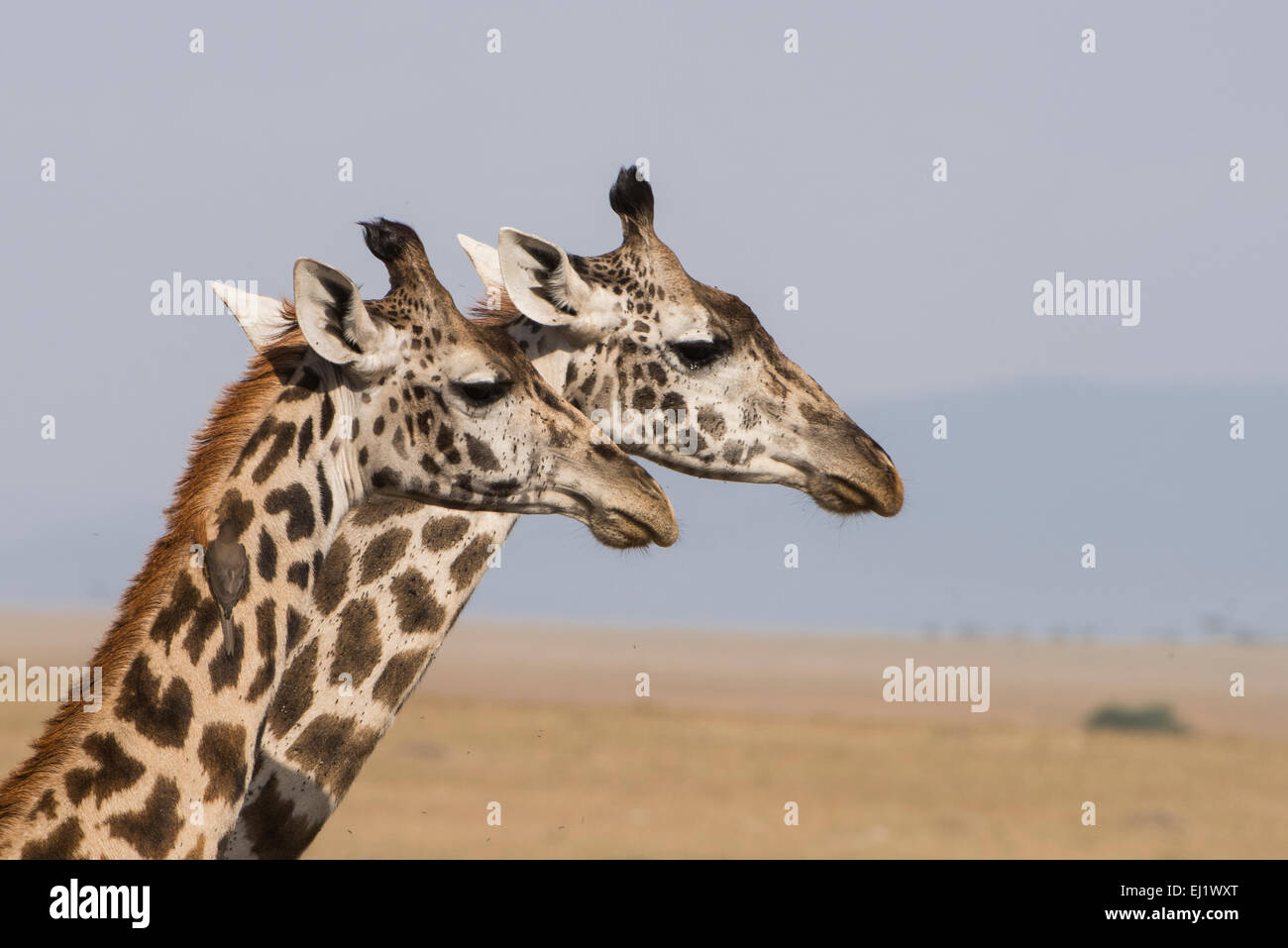 Girafe camelopardalis reticulata hi-res stock photography and images ...
