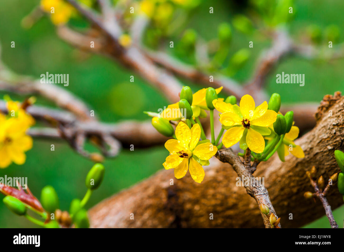 Mickey mouse fruit hi-res stock photography and images - Alamy