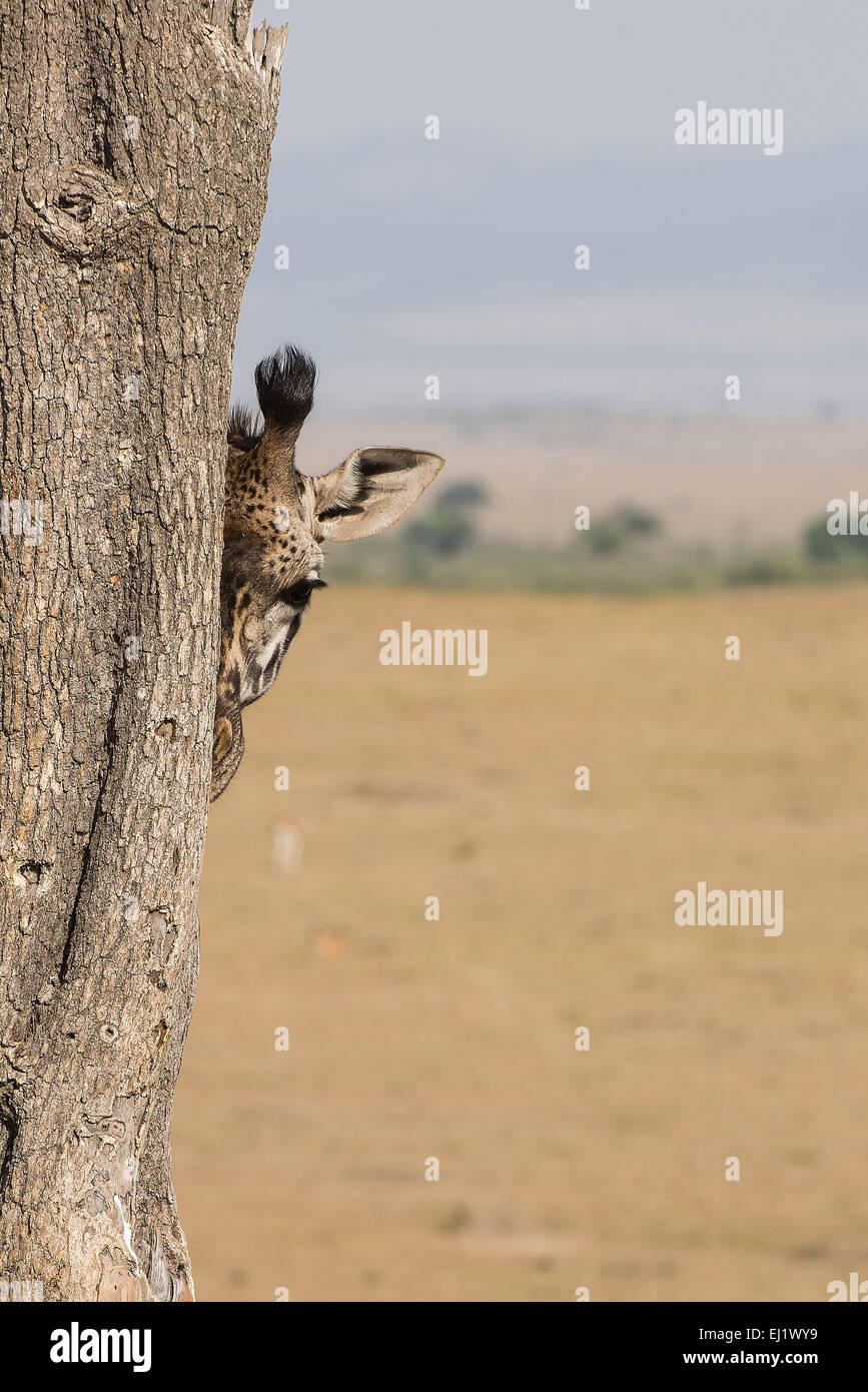 Girafe,Netzgiraffe,Giraffe,Giraffa camelopardalis reticulata Stock ...