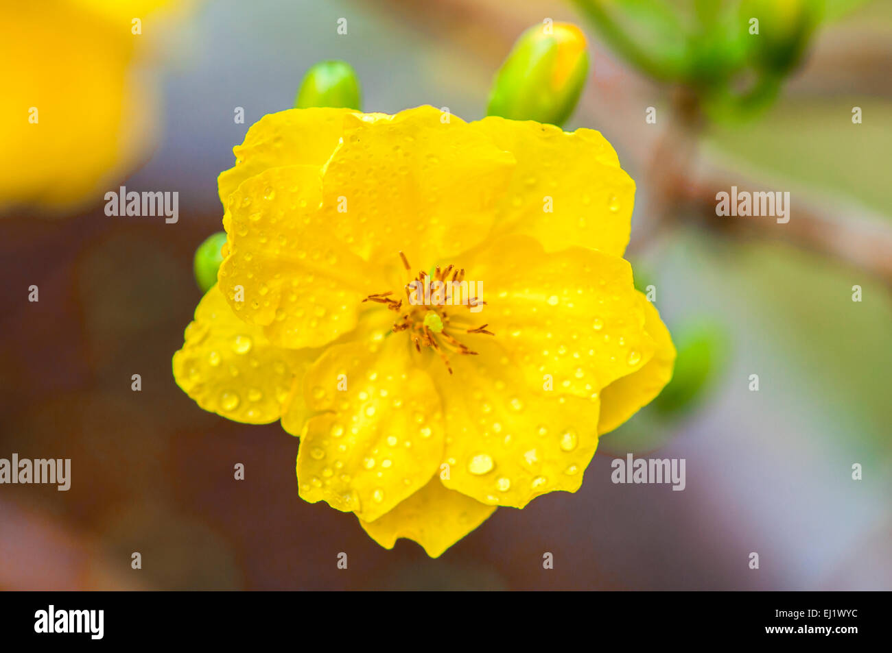 Mickey Mouse Plant (flower in Spring Viet Nam Stock Photo - Alamy