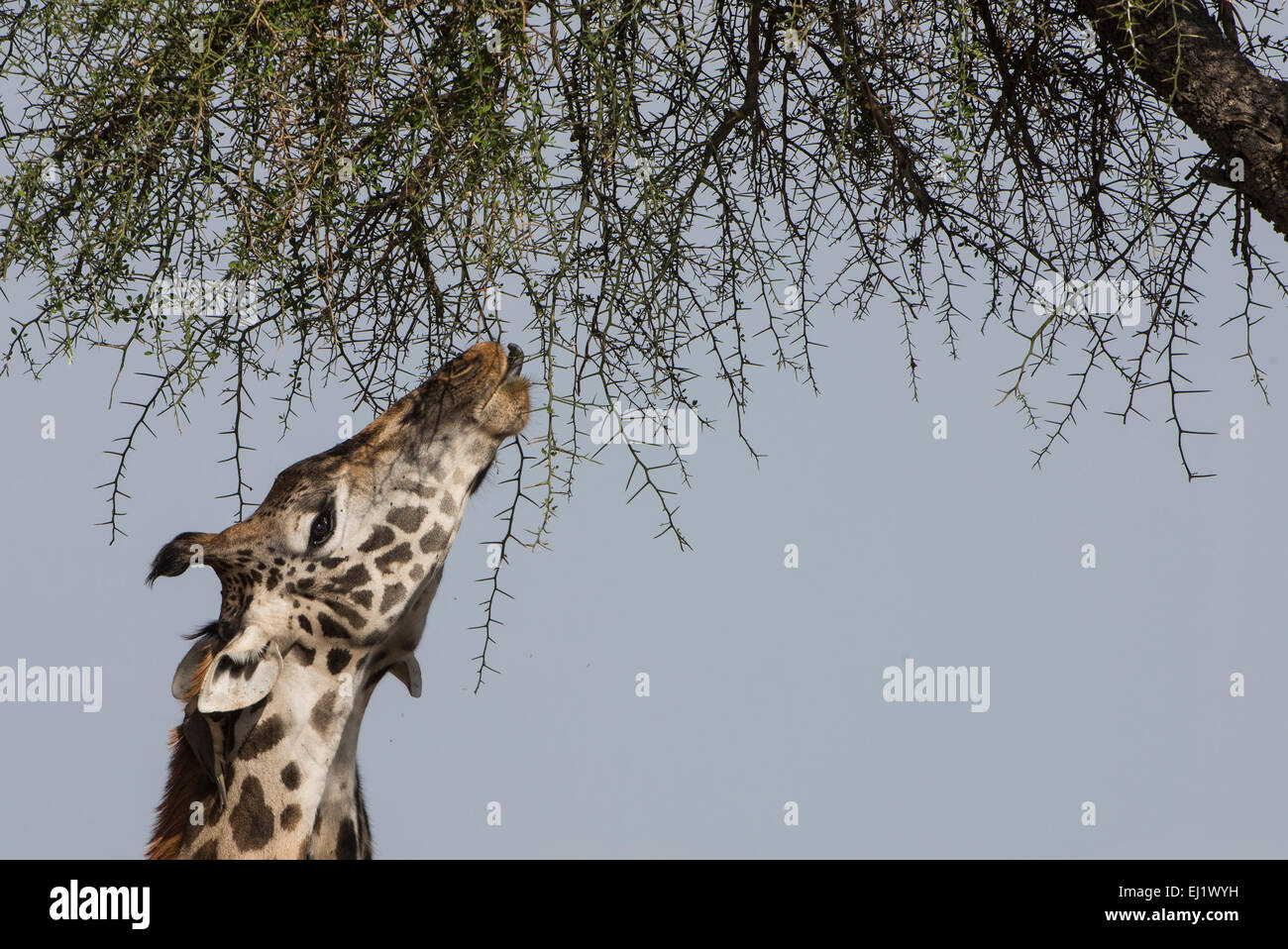 Girafe,Netzgiraffe,Giraffe,Giraffa camelopardalis reticulata Stock ...