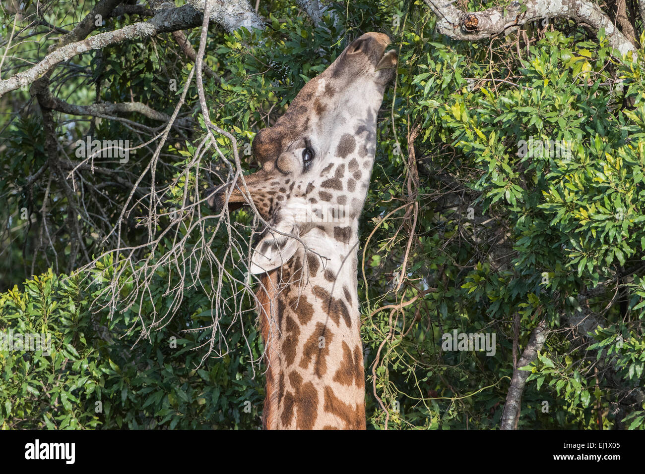 Girafe,Netzgiraffe,Giraffe,Giraffa camelopardalis reticulata Stock ...