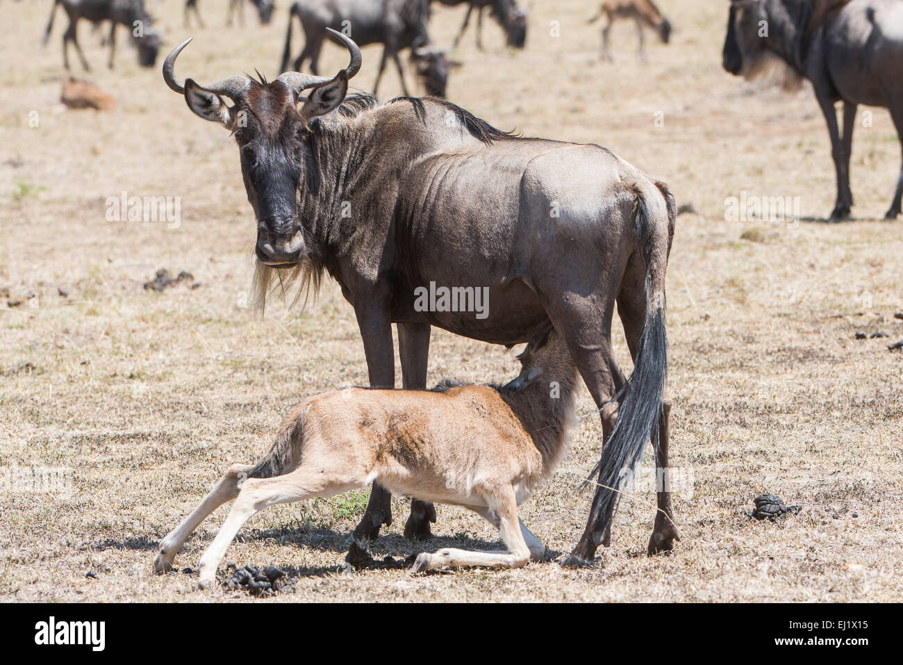Gnu,Connochaetes),Wilderbeest,mother feeding cub Stock Photo - Alamy