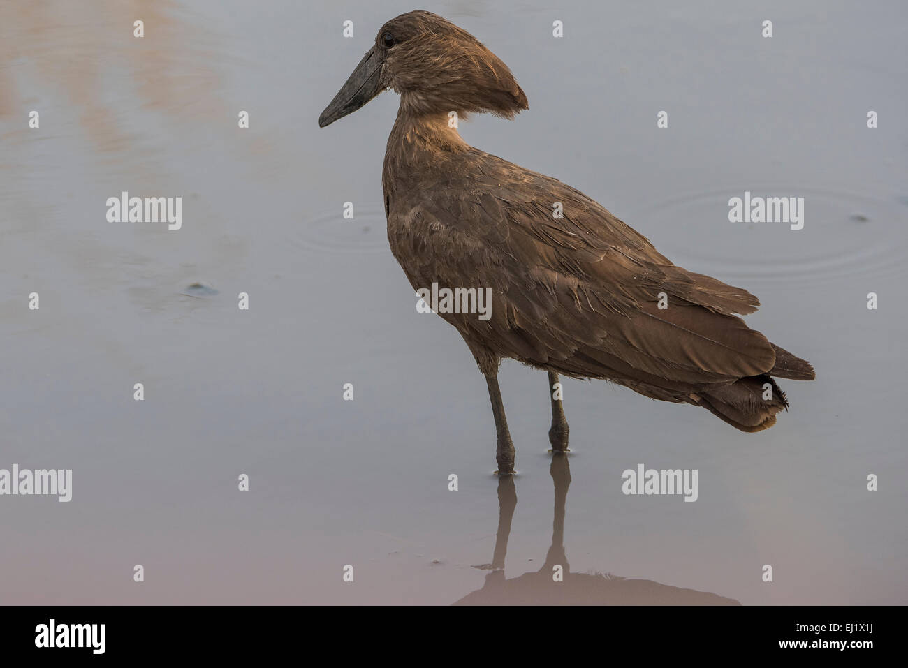 Hammerhead stork hi-res stock photography and images - Alamy