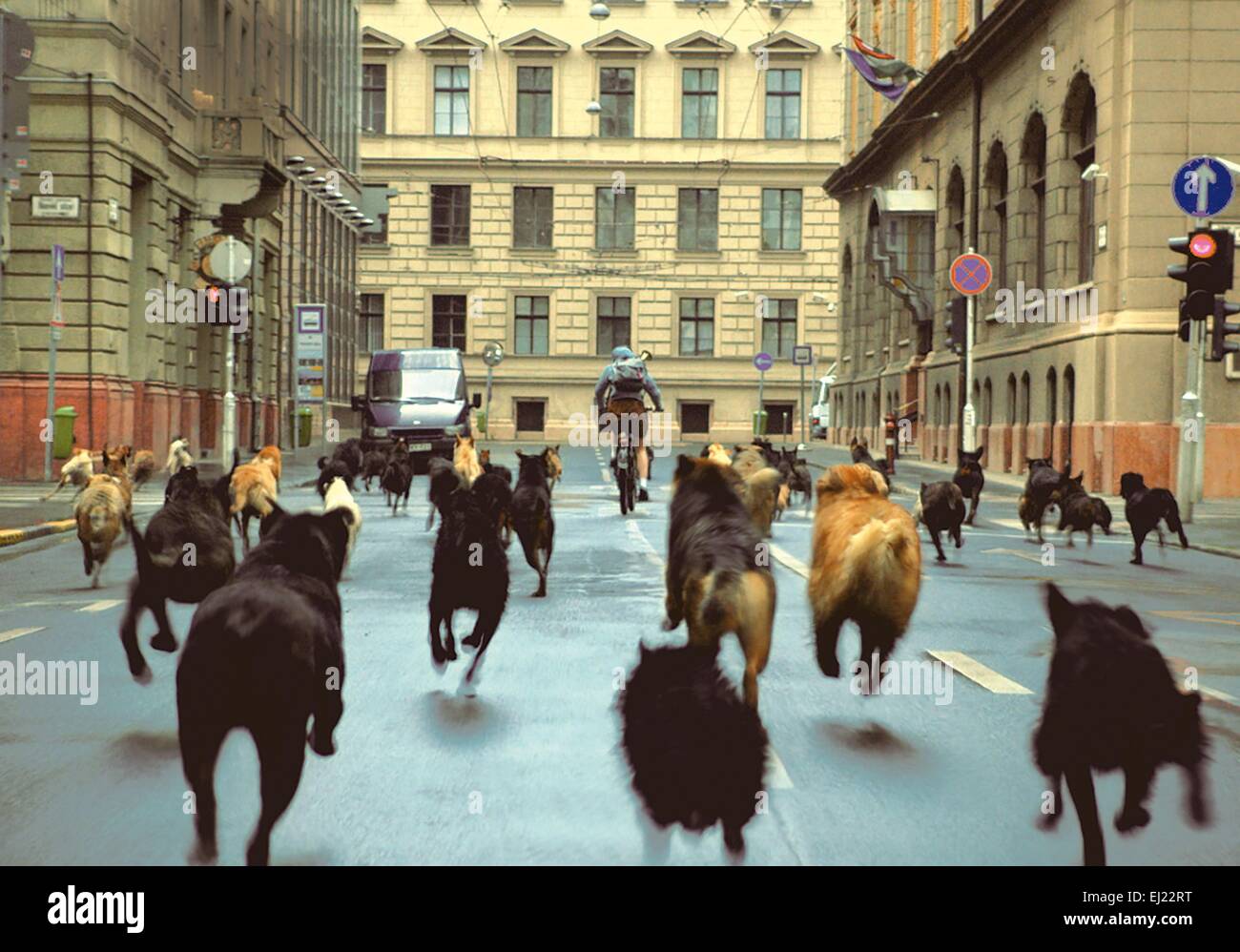 Zsofia psotta white god hi-res stock photography and images - Alamy