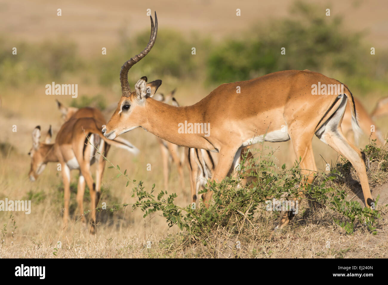 Impala ram isolated hi-res stock photography and images - Alamy