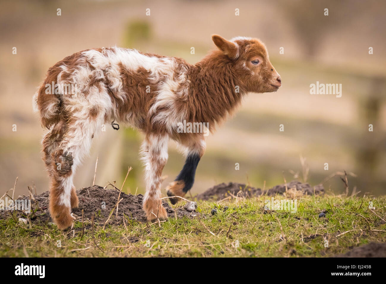 Brown And White Lamb