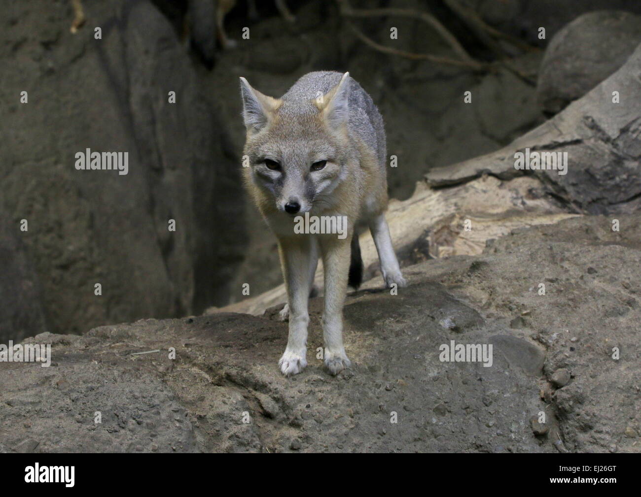 Swift fox ( Vulpes velox), native to grasslands of the Northern USA and ...