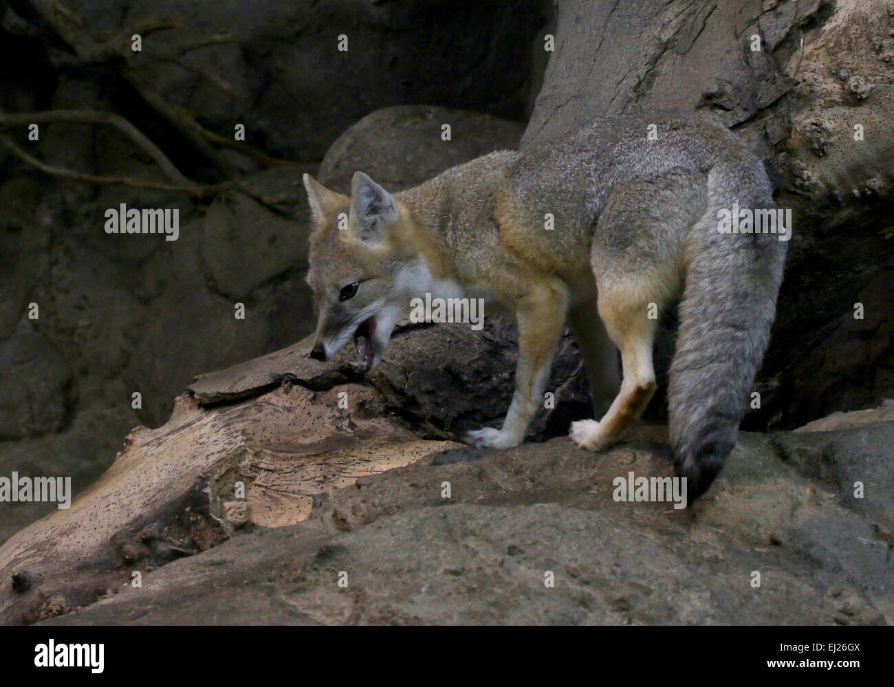 Swift fox ( Vulpes velox), native to grasslands of the Northern USA and ...