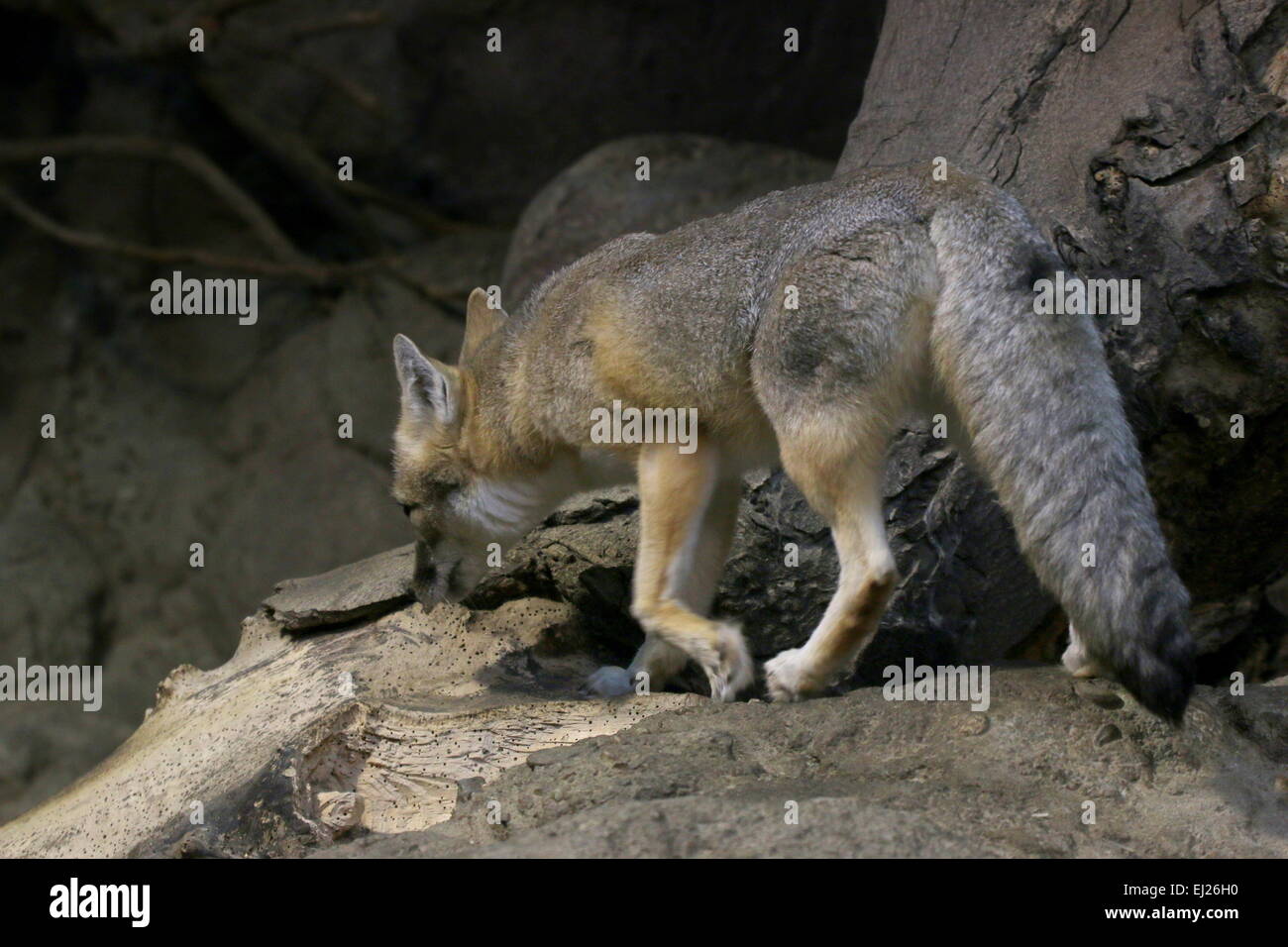 Swift fox ( Vulpes velox), native to grasslands of the Northern USA and ...