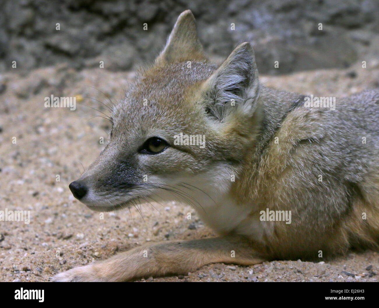 Swift fox ( Vulpes velox), native to grasslands of the Northern USA and ...