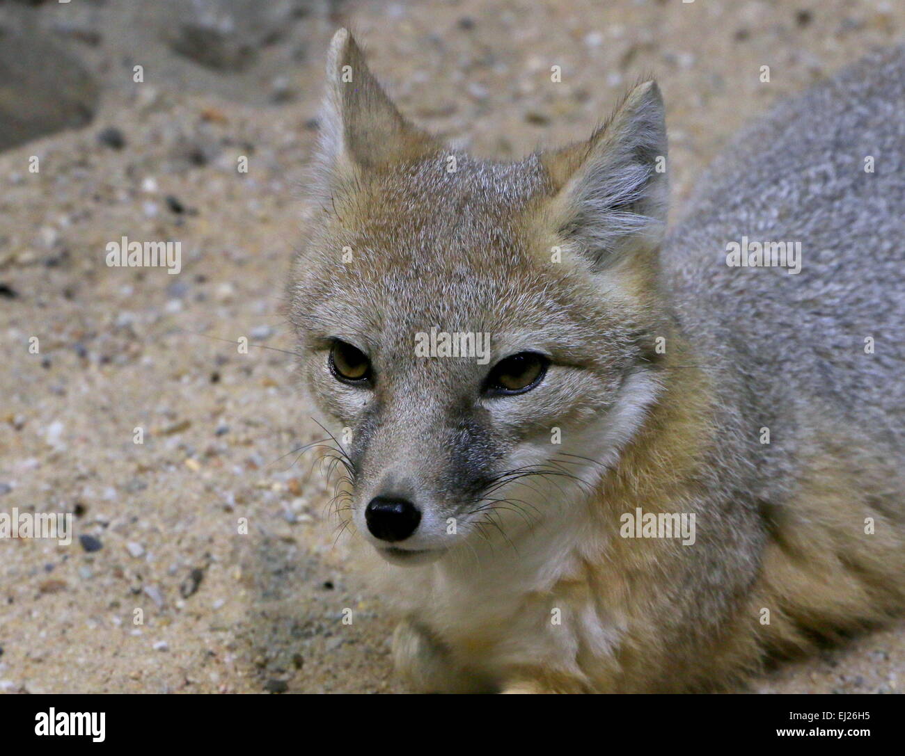 Swift fox ( Vulpes velox), native to grasslands of the Northern USA and ...