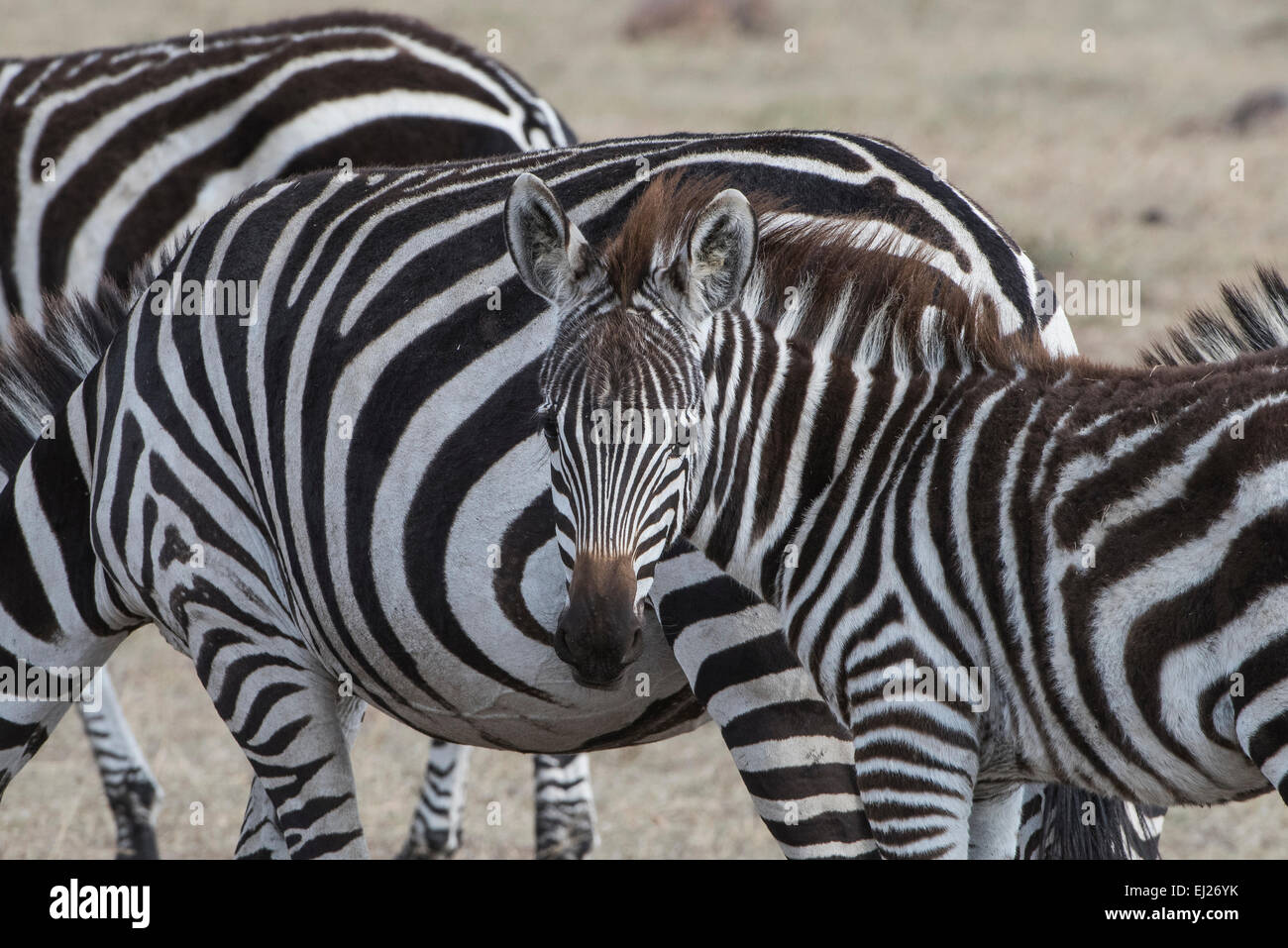 Equus quagga,Zebra,Plains Zebra Stock Photo - Alamy
