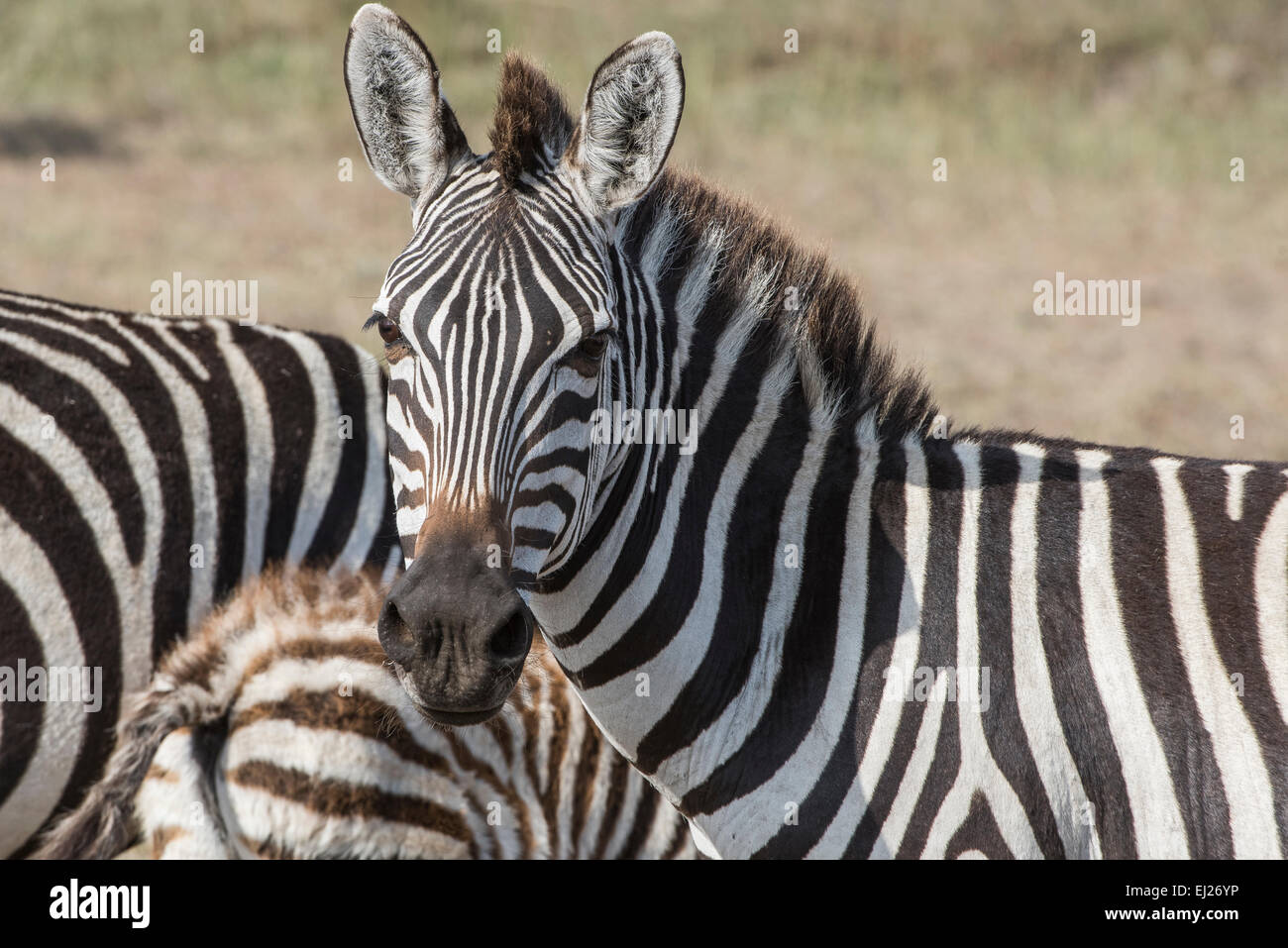 Equus quagga,Zebra,Plains Zebra Stock Photo - Alamy