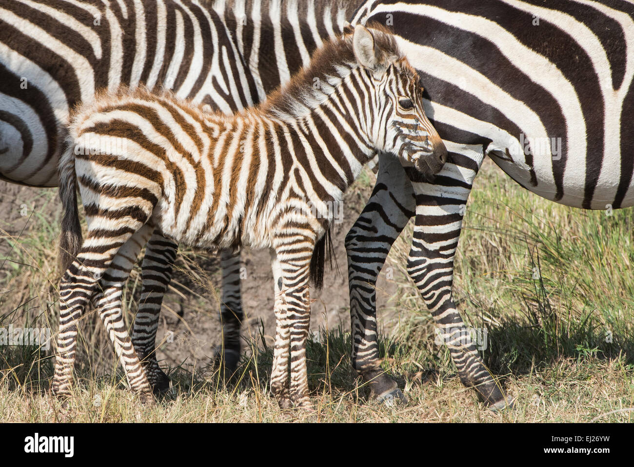 Equus quagga,Zebra,Plains Zebra Stock Photo - Alamy