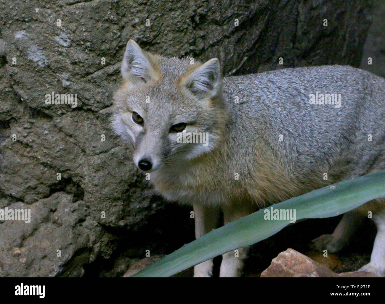 Swift fox ( Vulpes velox), native to grasslands of the Northern USA and ...