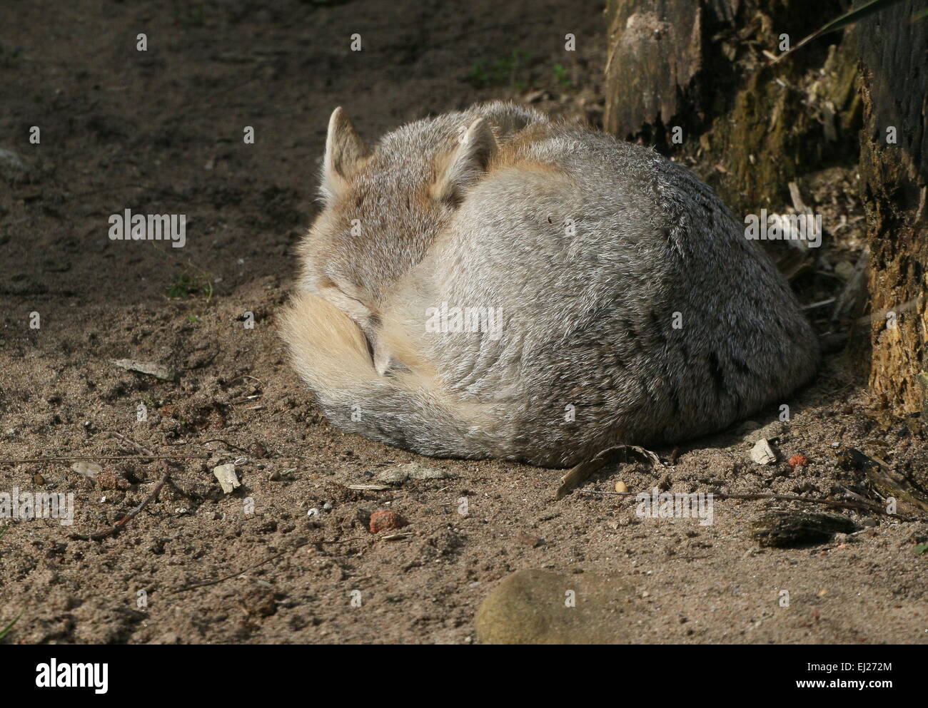 Zorro cometa hi-res stock photography and images - Alamy