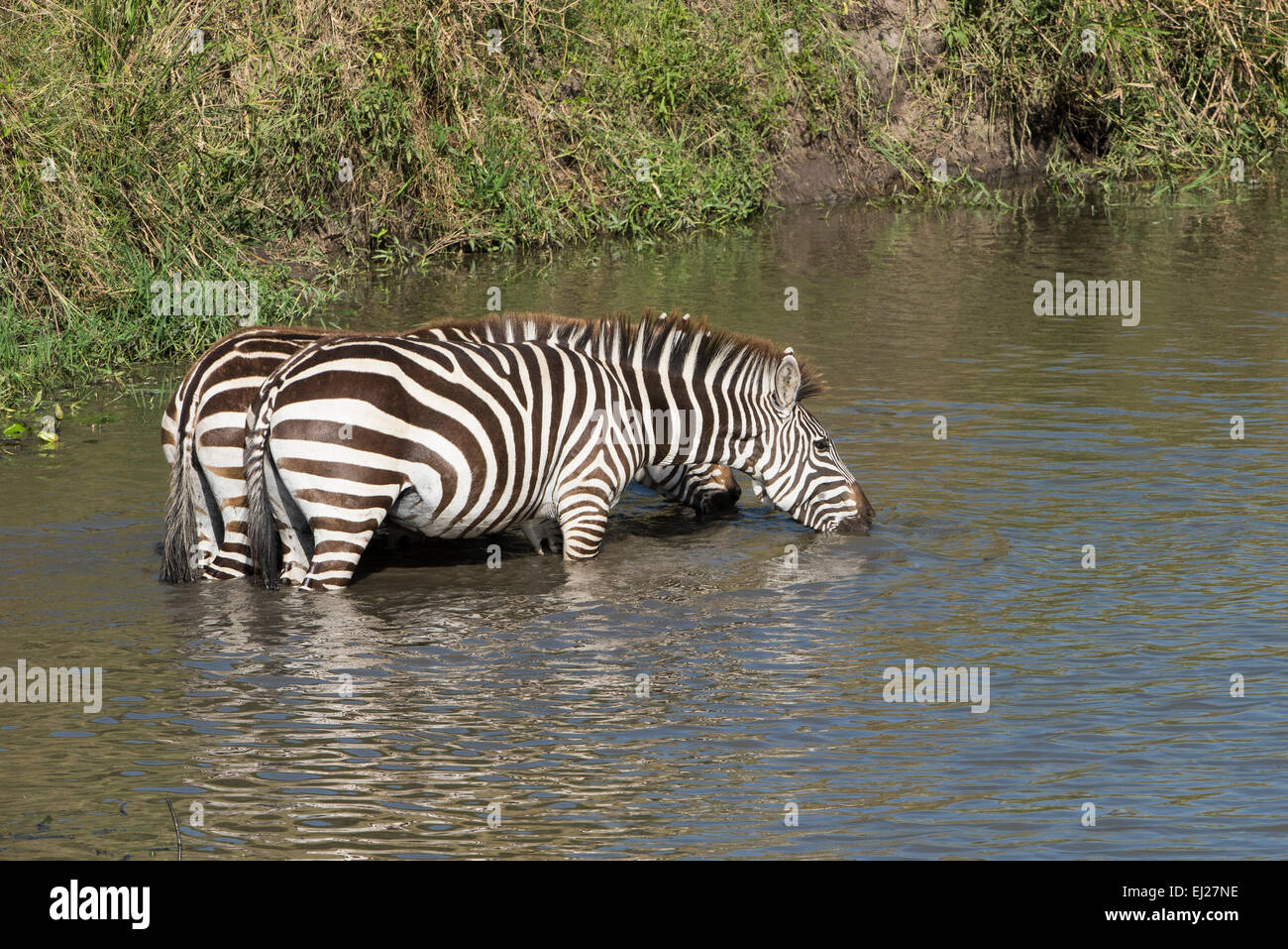 Equus quagga,Zebra,Plains Zebra Stock Photo - Alamy