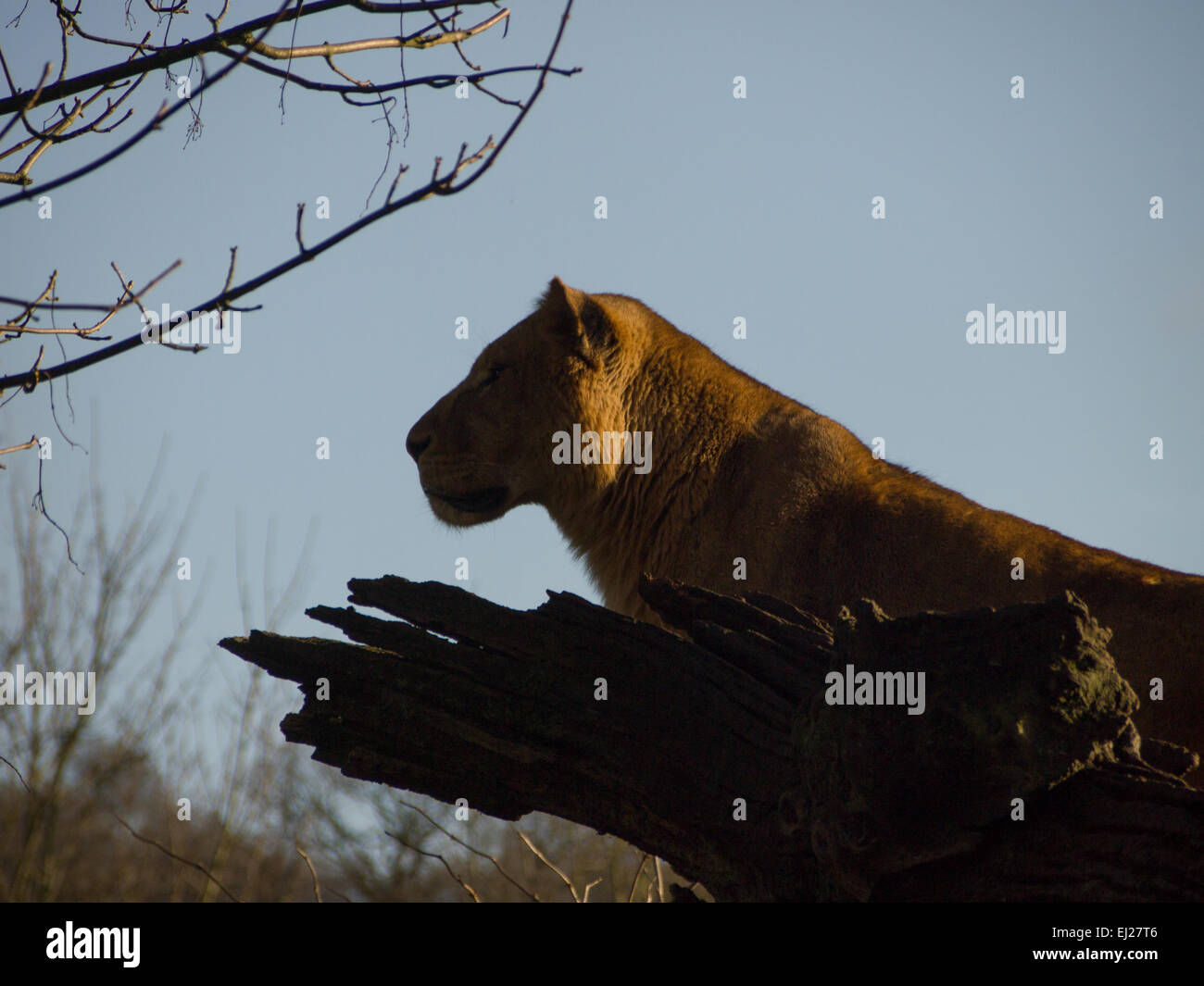Lioness at sunset Stock Photo - Alamy