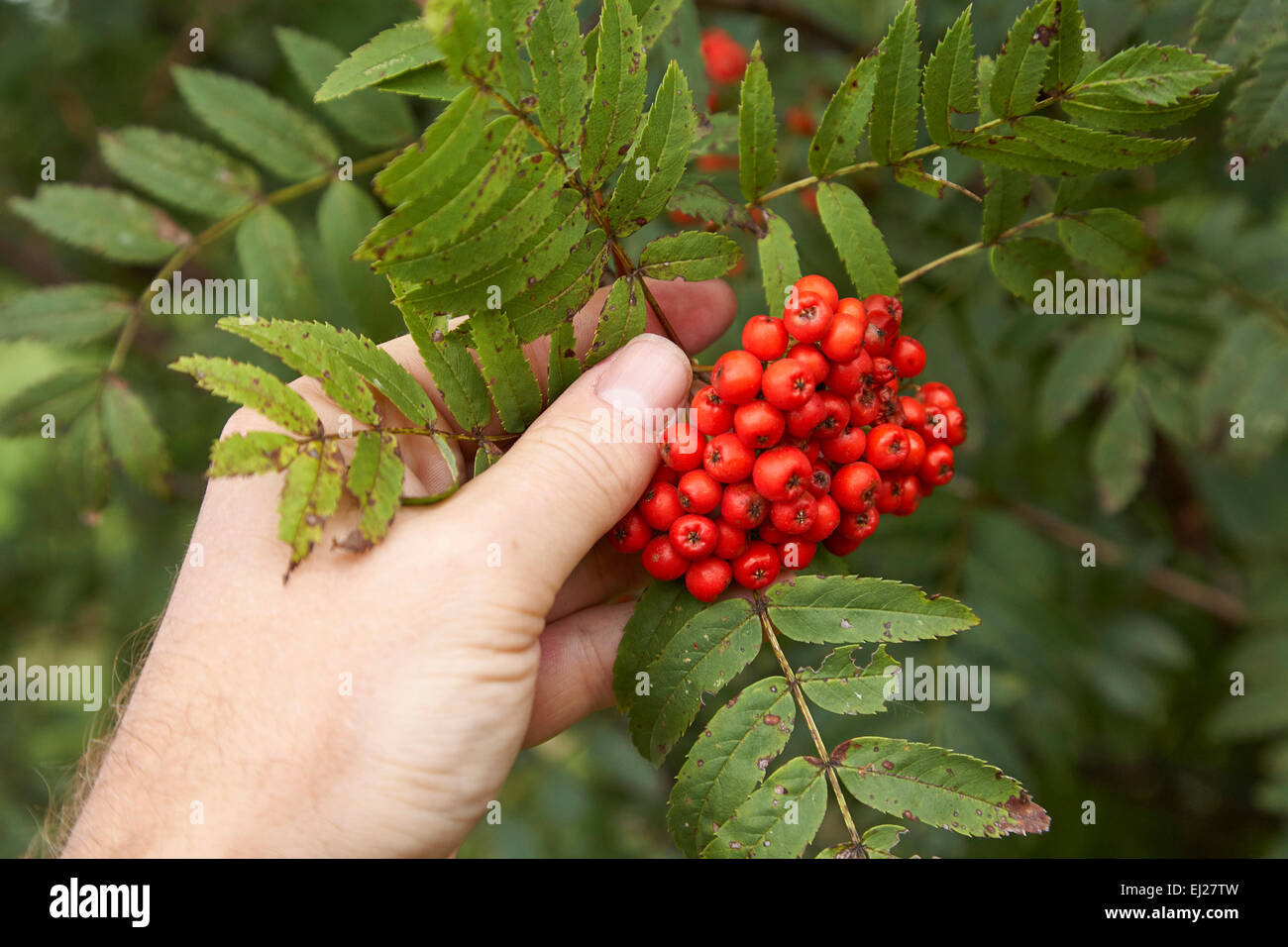 A person picking Rowan berries with the intention of making home-made ...